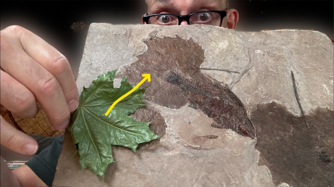 John Adolfi LIVE - Did Fossilization Kill This Fish? - YouTube