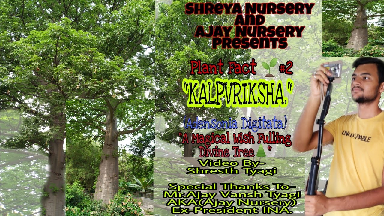 कल्पवृक्ष/KALPVRIKSHA// plant fact#2//#kalpvriksh #adansoniadigitata ...