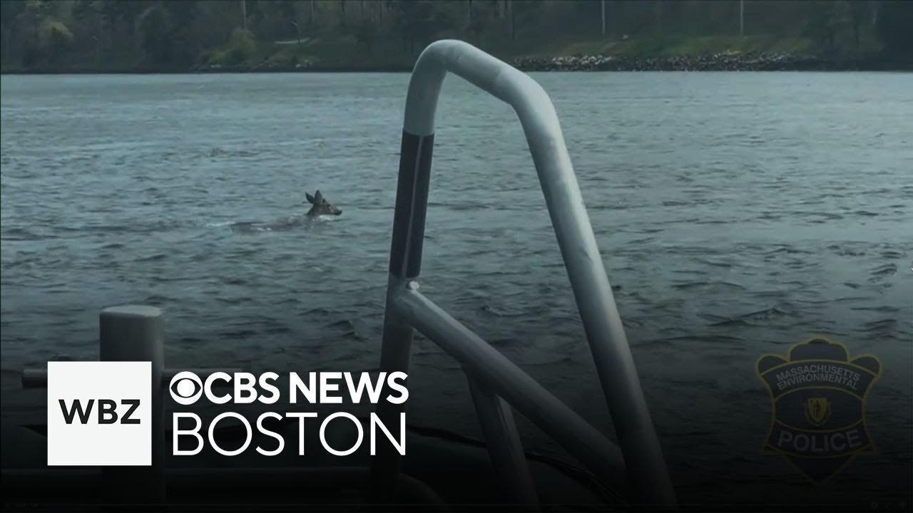 Deer spotted crossing Cape Cod Canal - YouTube