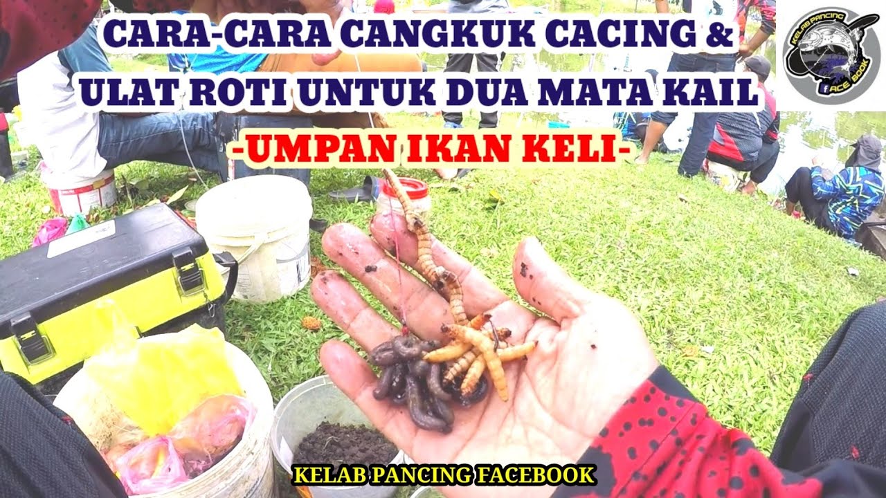 CARA-CARA CANGKUK CACING & ULAT ROTI UNTUK PERAMBUT DUA MATA KAIL ...