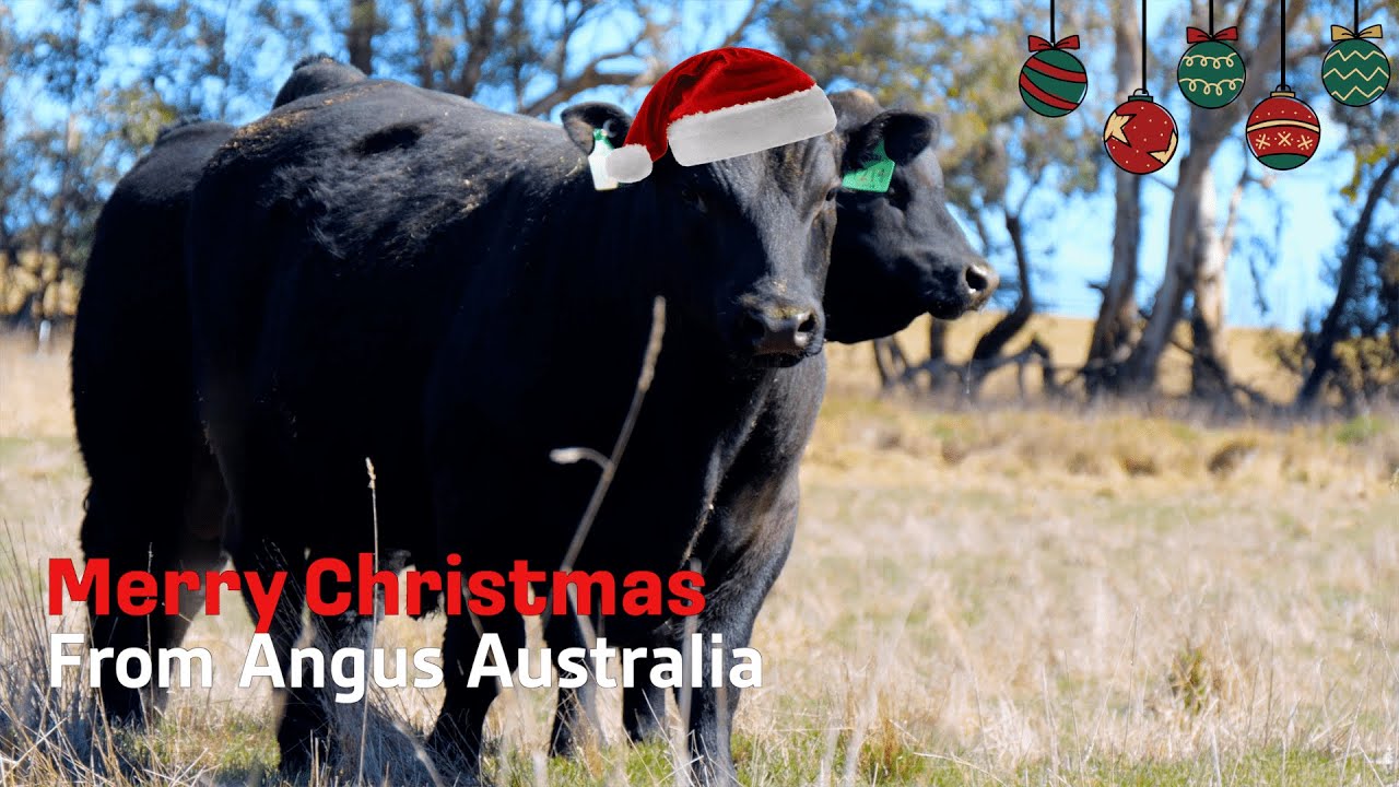 Merry Christmas from Angus Australia - YouTube