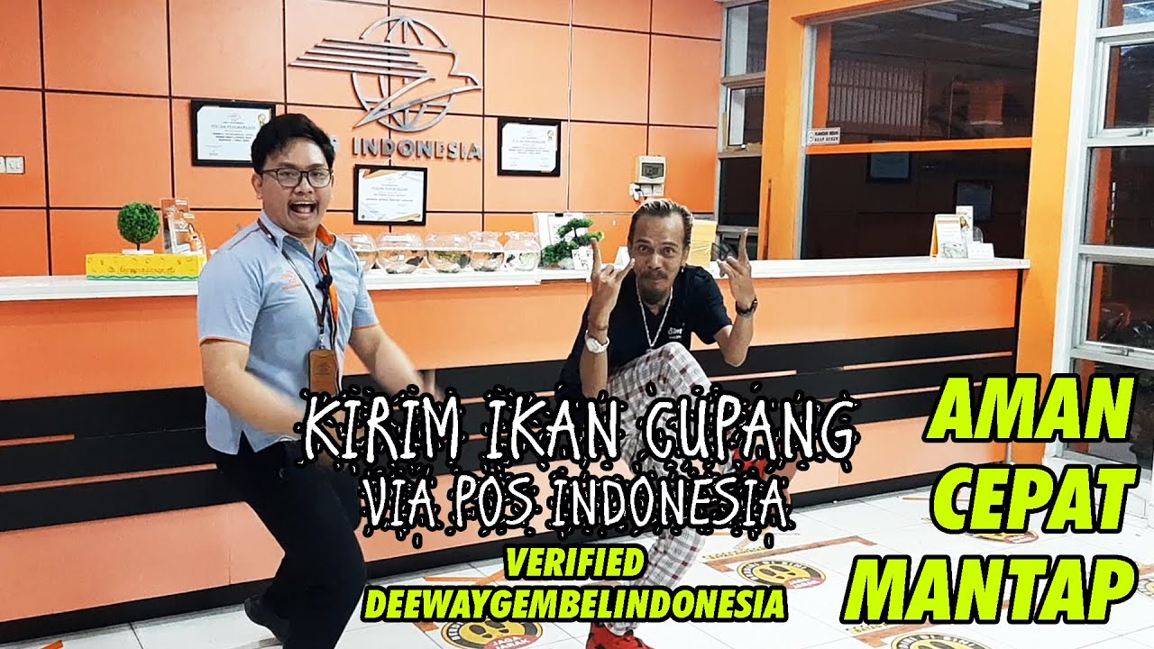 PRESIDEN IKAN CUPANG ' DEEWAY GEMBEL ' KIRIM IKAN CUPANG MELALUI POS ...