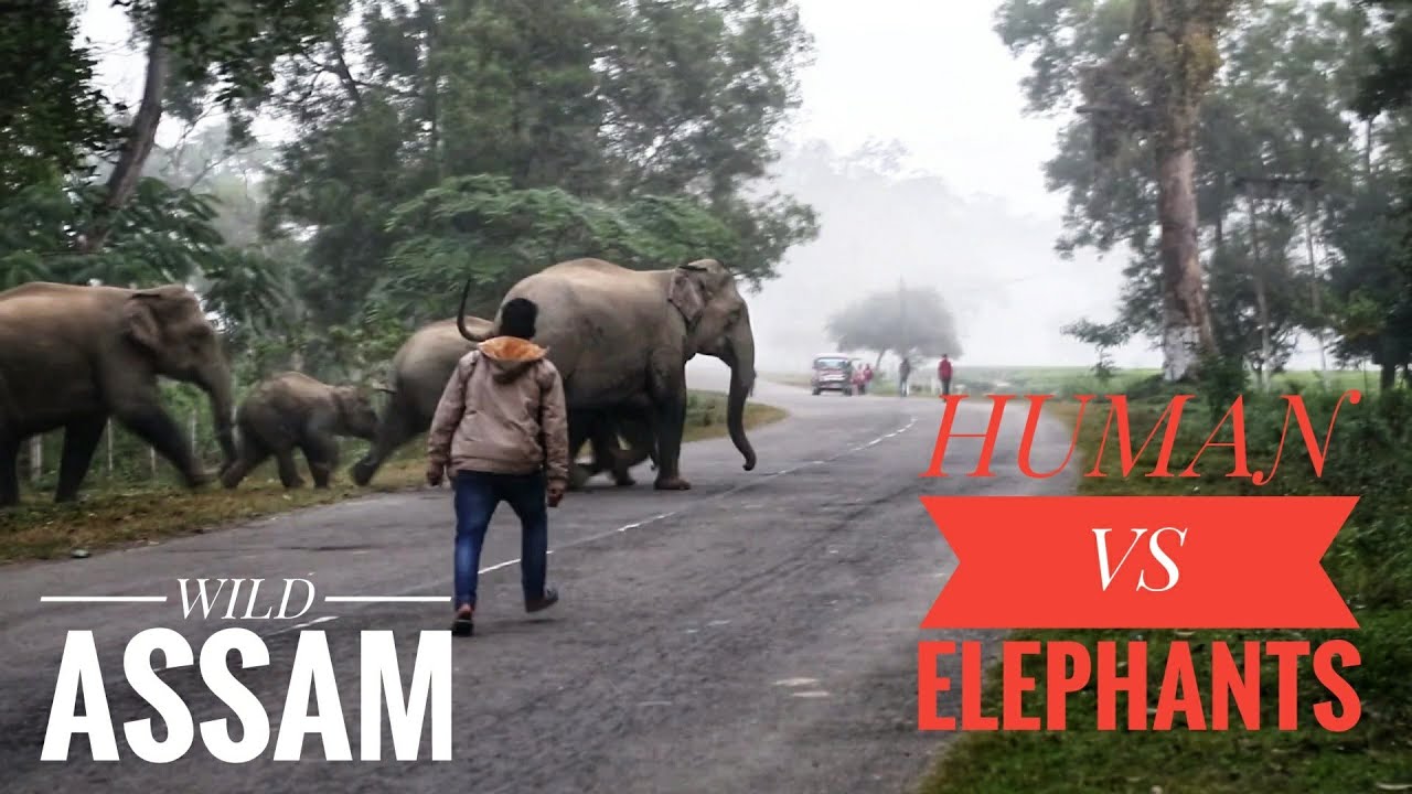 MAN ELEPHANT CONFLICT ?? MOB CHASING ELEPHANT HERD - YouTube