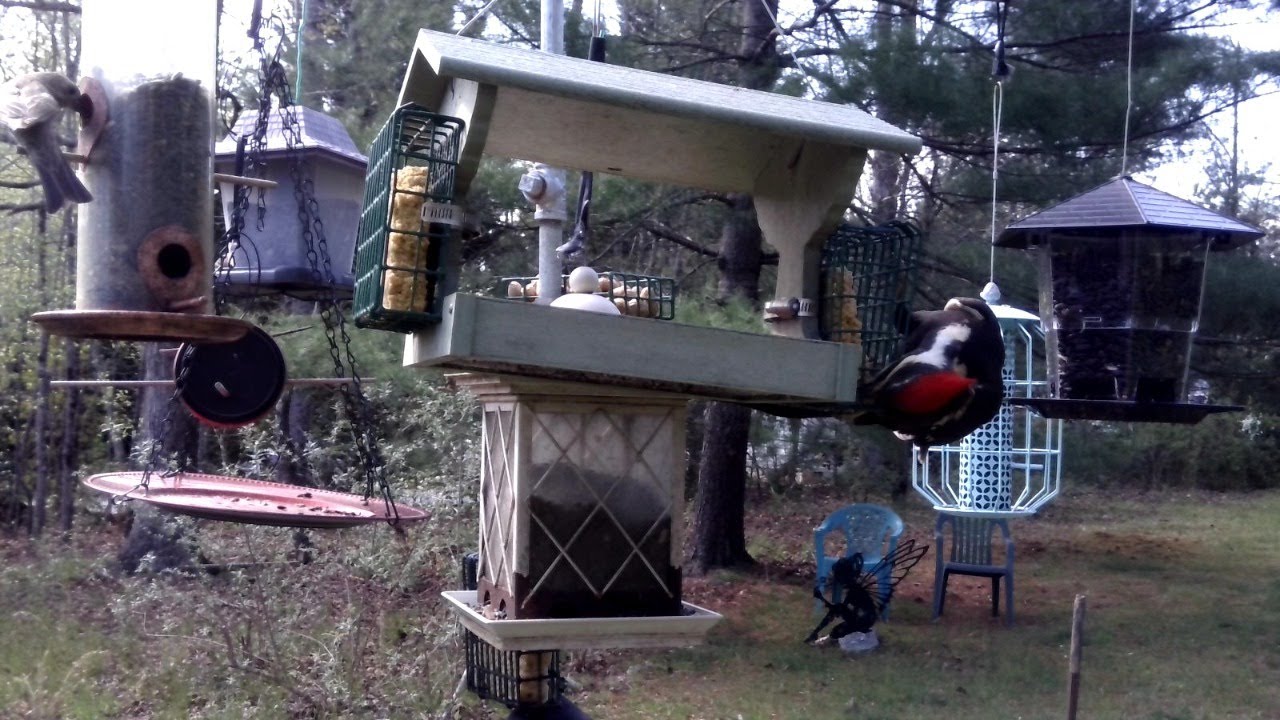 Live in 4K...From the NC Mountains; WNC Backyard Bird & Butterfly ...