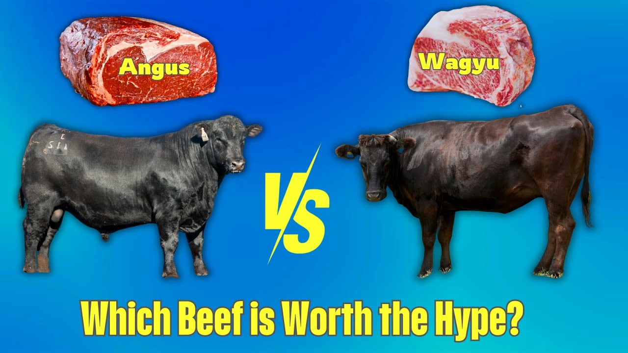 Angus vs Wagyu | What You Need to Know About These Premium Beef Breeds ...