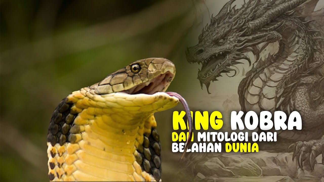 King Kobra - Raja Ular dan Mitologi dari Belahan Dunia - YouTube