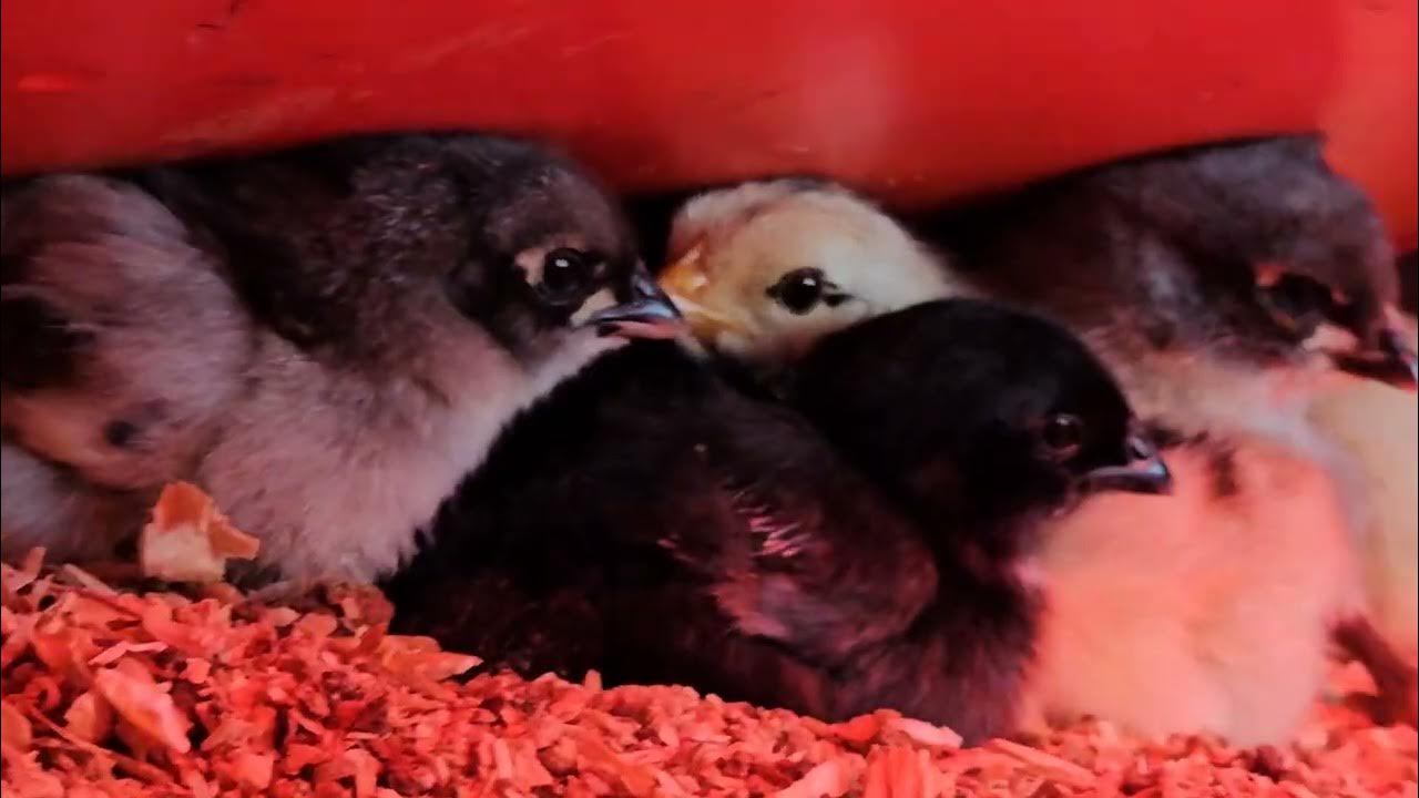 MUS SAIB KUV COV ME NYUAM QAIB SEB NYOB LI CAS LAWM 3/27/2024 - YouTube