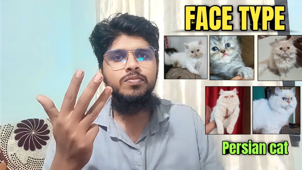 Persian cat face types | doll face | semi punch | punch face | extreme ...