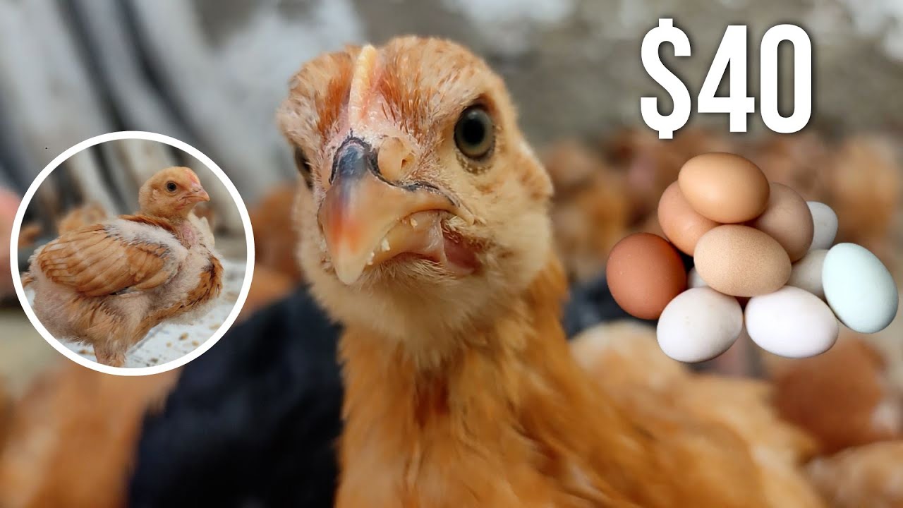 chicken farming project | breeding chickens at home - YouTube