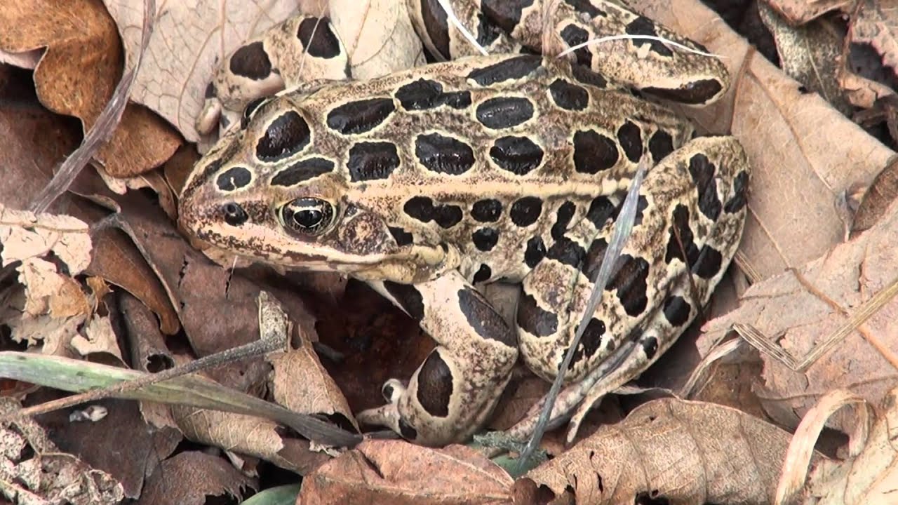 Northern Leopard Frog (Ranidae: Lithobates/Rana pipiens) Adult - YouTube