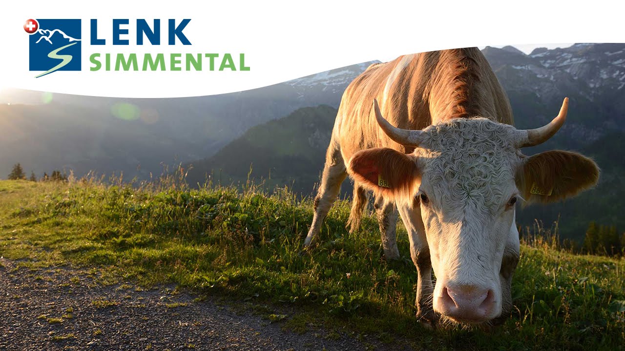 Simmentaler Kuh - YouTube