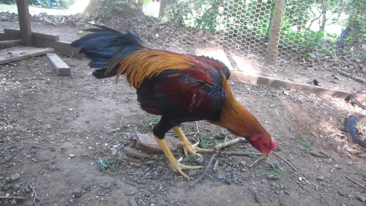 Saigon Rooster - YouTube