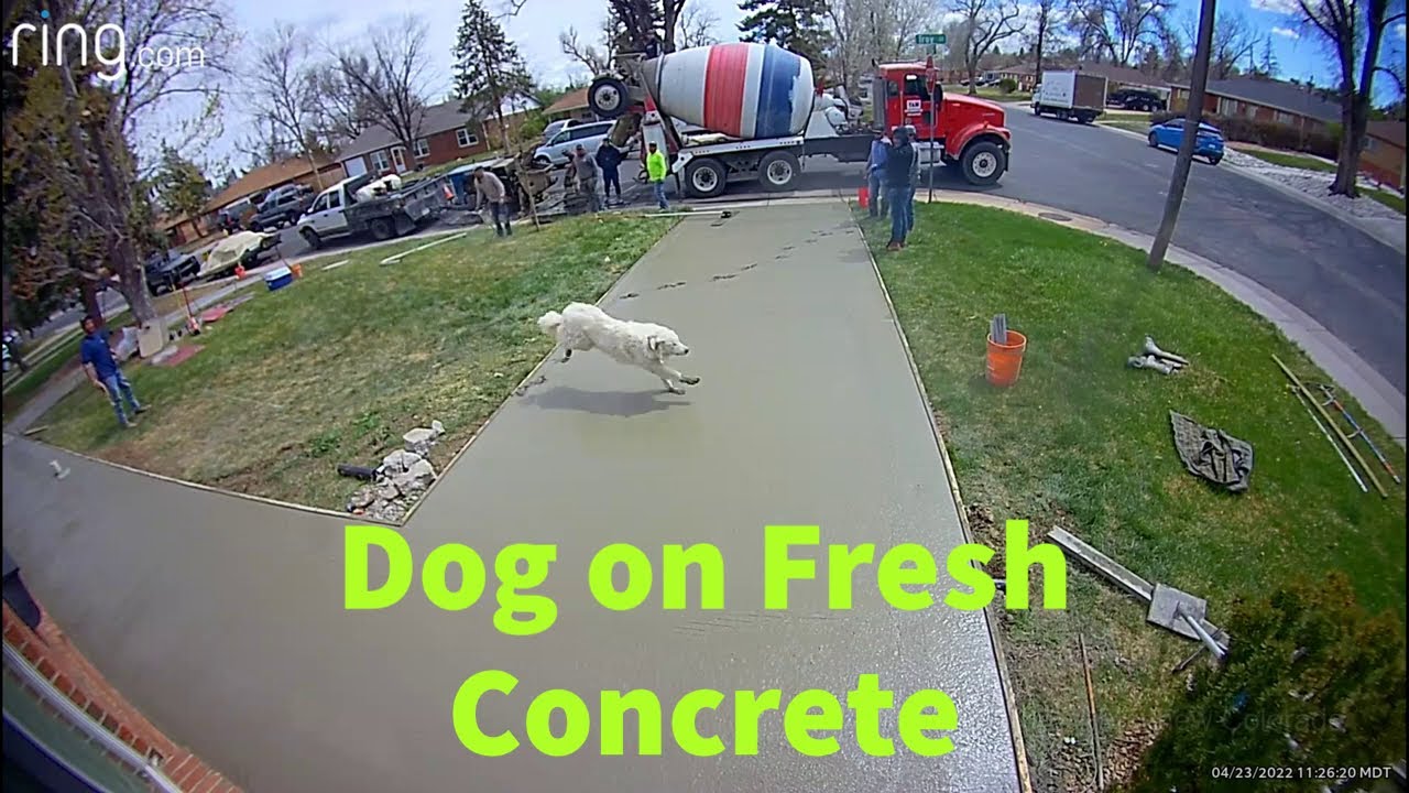 Dog on Fresh Concrete- Caught on Video - YouTube