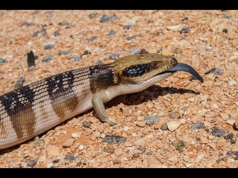 Blue-Tongued Skinks: The Chubby, Stubby Lizards of Australia - YouTube