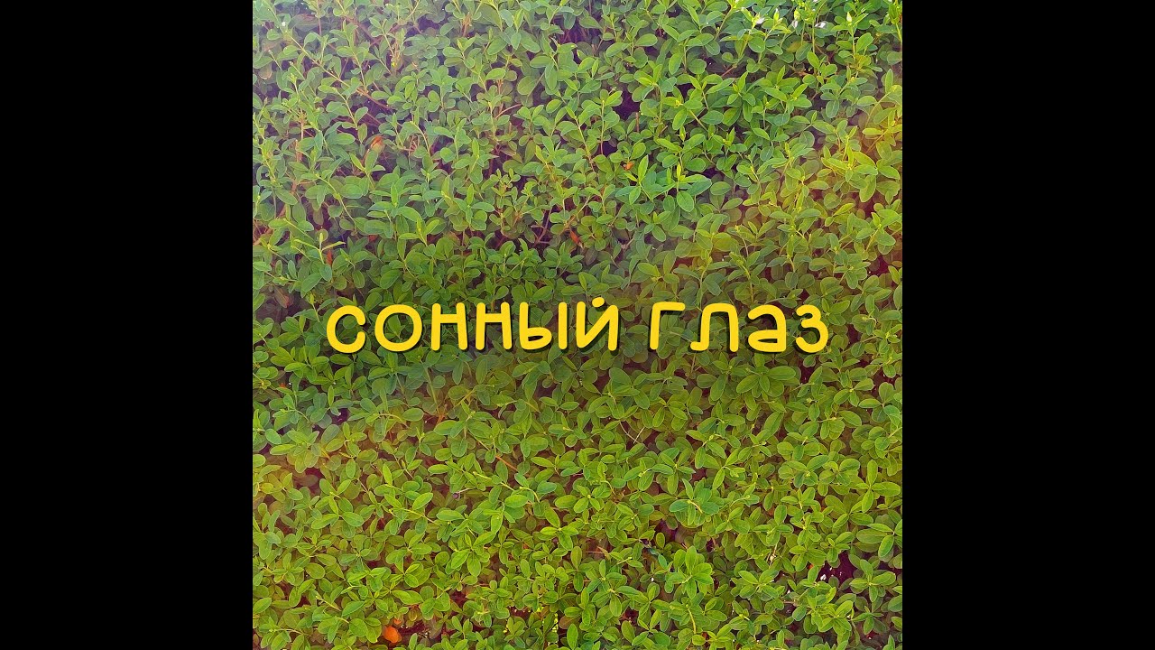 Parasat - Сонный Глаз (Official Lyric Video) - YouTube