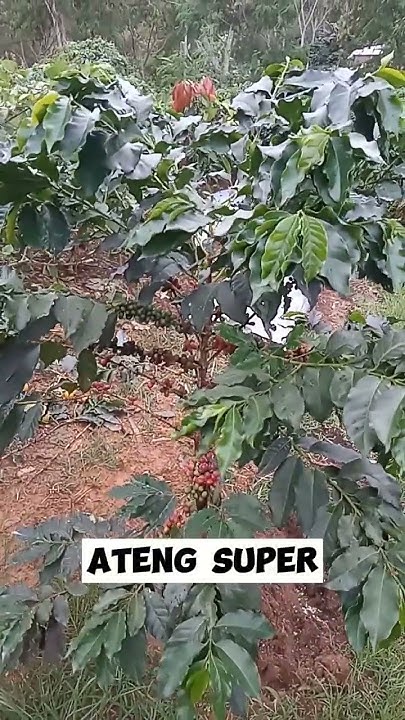 Tiga Jenis Kopi Arabika pucuk merah,TimTim dan Ateng Super#kopidarihati #youtubeshorts #shorts # ...