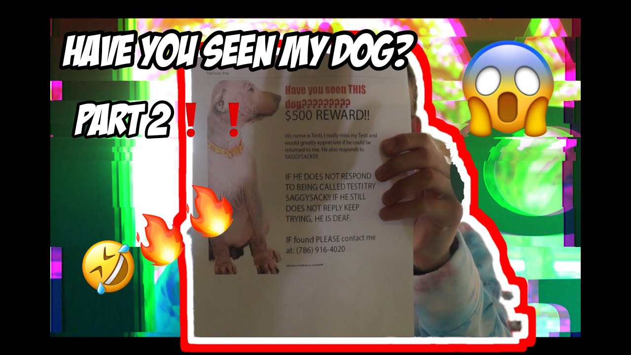 Have you Seen My Dog PART 2 - YouTube