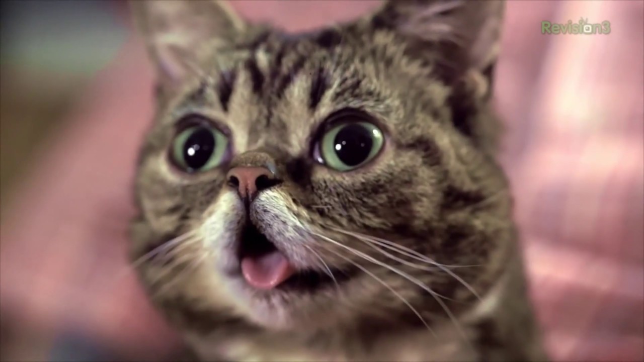 Lil BUB's Big SHOW is BACK - and you can be there! - YouTube