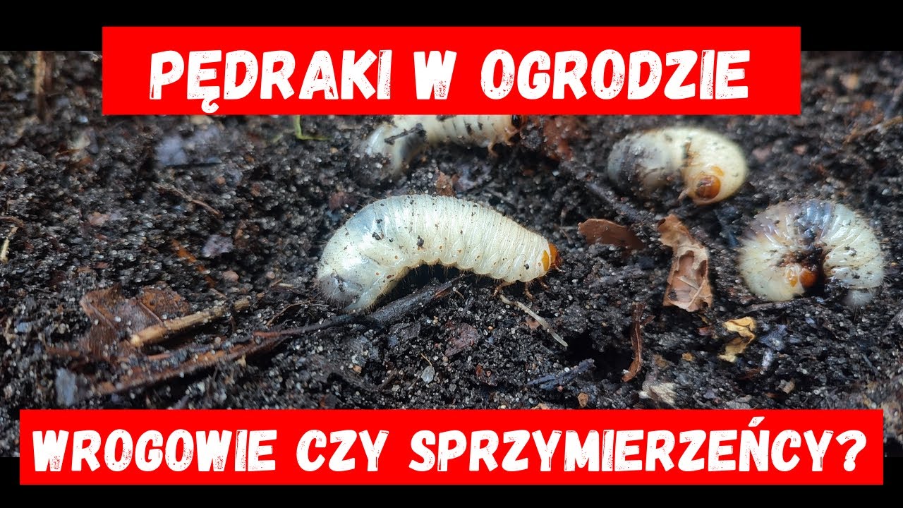 Pędraki w ogrodzie (w kompostowniku). Wrogowie czy sprzymierzeńcy? Jak ...