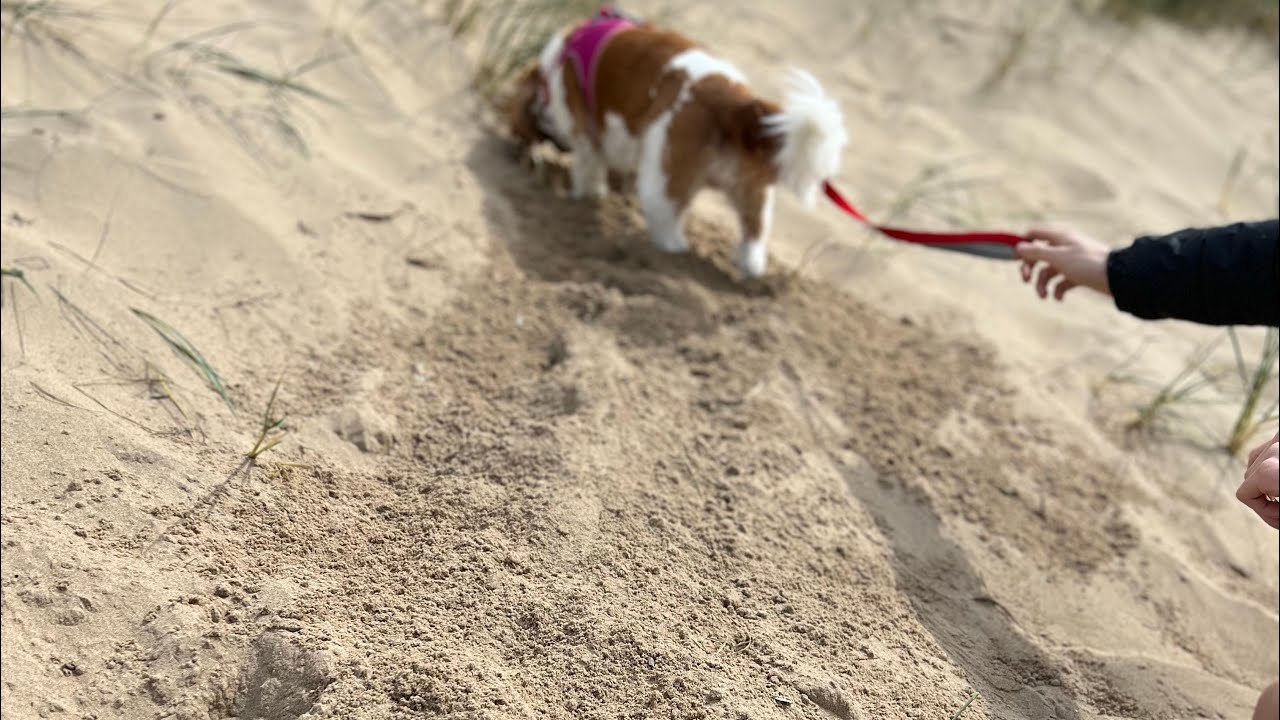 cavalier King Charles digging for England - YouTube