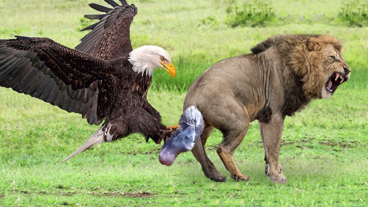 Lion Vs Eagle