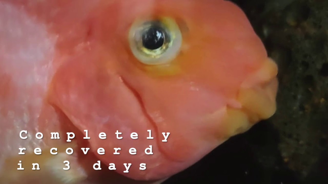 Treatment for Internal Parasite and Infection on Parrot Fish - YouTube