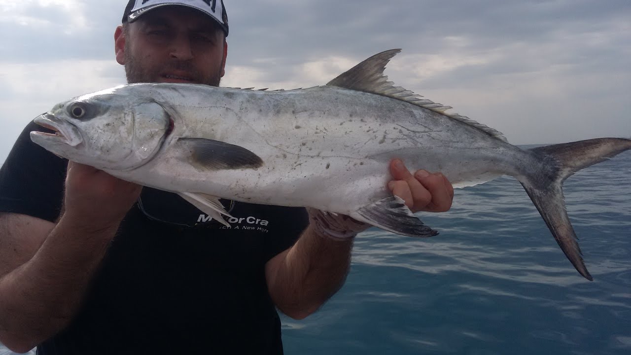 AKYA AVI - ADANA 2016 VERTİCAL JIGGING (Lichia amia) Leer Fish - YouTube