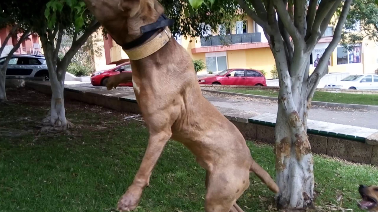 Homer pitbull red boy jocko eli chinaman - YouTube