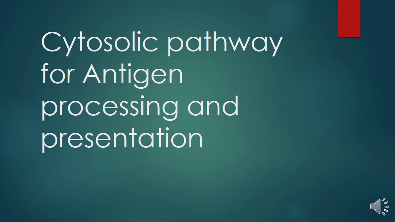 Cytosolic pathway of antigen processing and presentation: All the steps ...