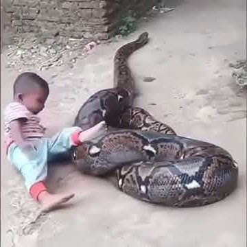 Boy playing with pet Snake🐉 Its Huge - YouTube