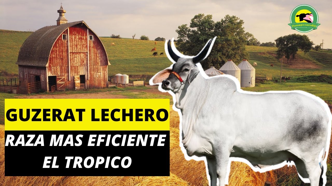 🔴GANADO GUZERAT LECHERO(Raza TRIPLE PROPOSITO Mas EFICIENTE En El ...