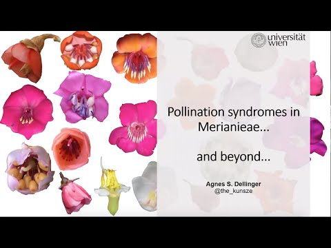 Why Do Pollination Syndromes Matter