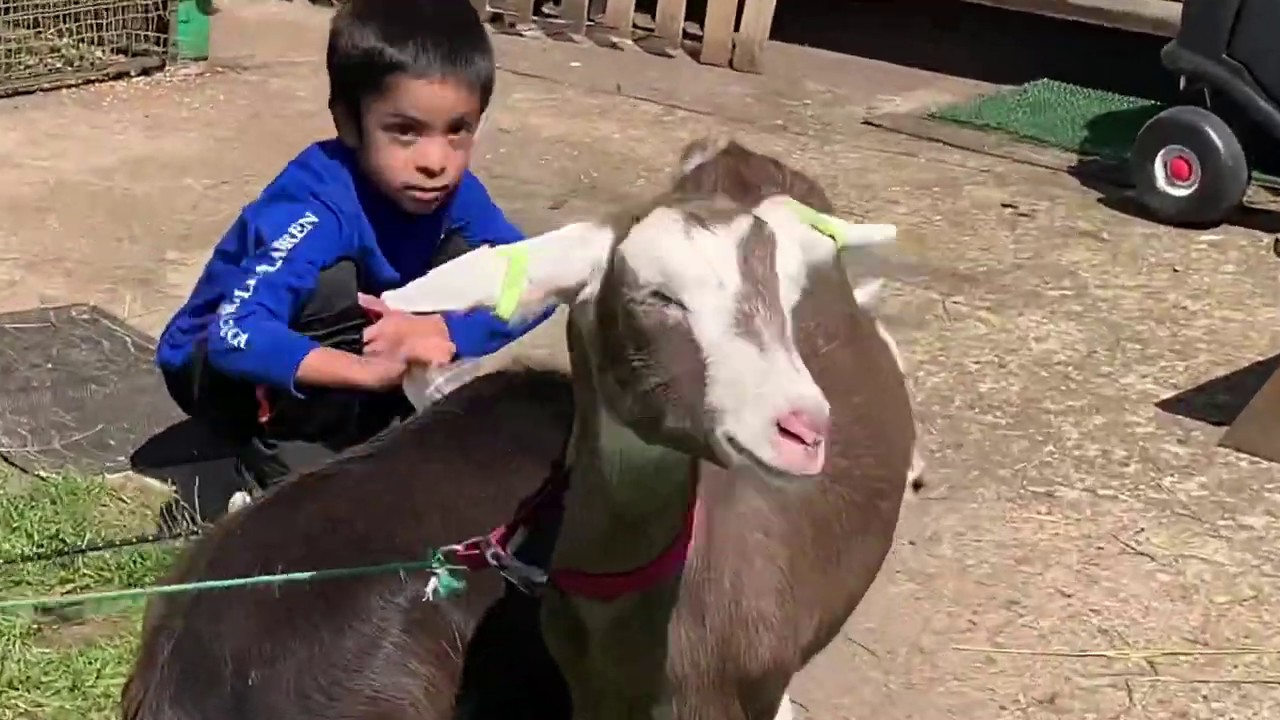 Meet My PET GOATS!!! Zayd And Rara Show Kids Video Animals Vlog - YouTube