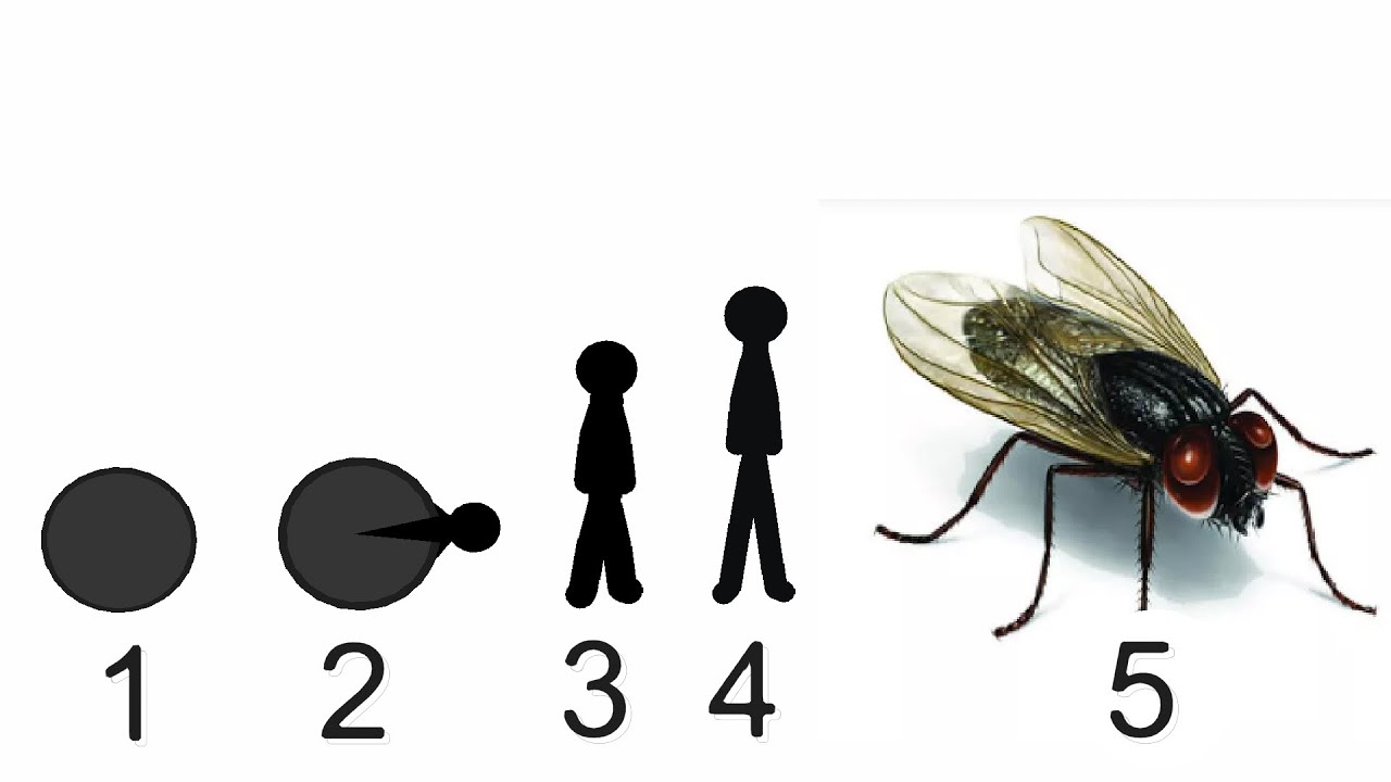 Evolution of the Fly #shorts - YouTube