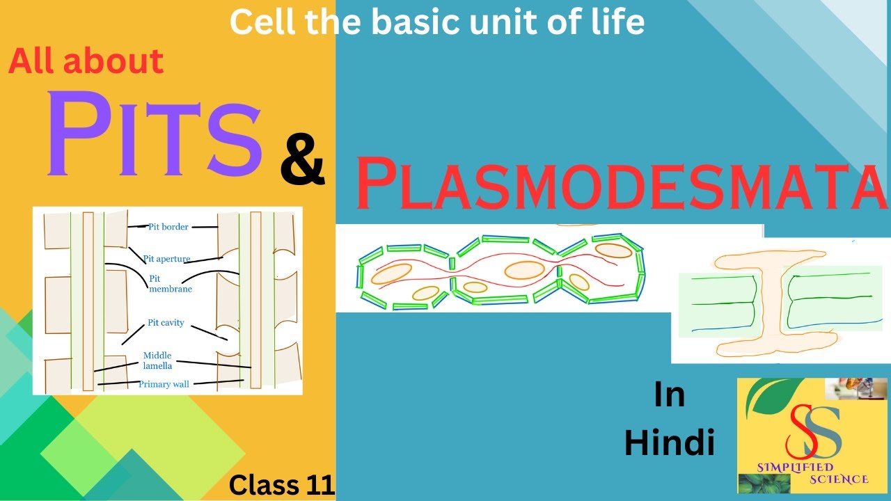 Pits and Plasmodesmata / In detail, easily explained/class 11,12 - YouTube