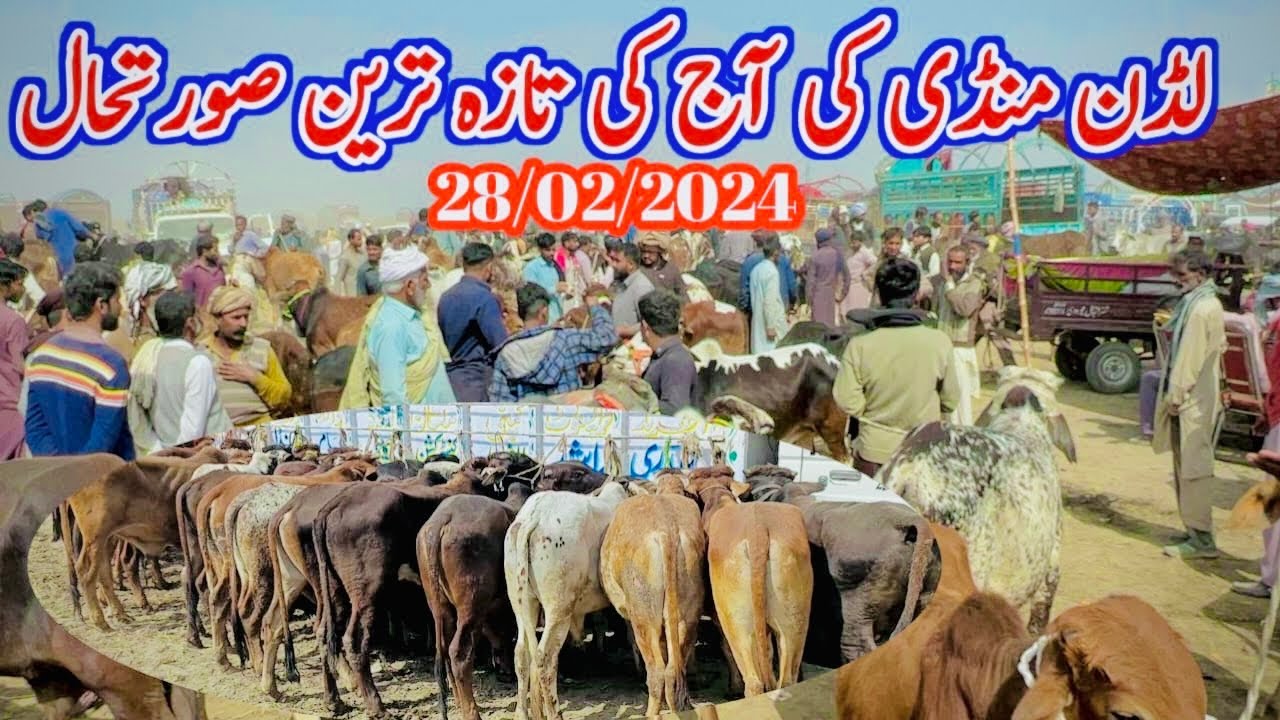 Wednesday Latest Update 2024 | Luddan Cattle Market | Cow Mandi Luddan ...