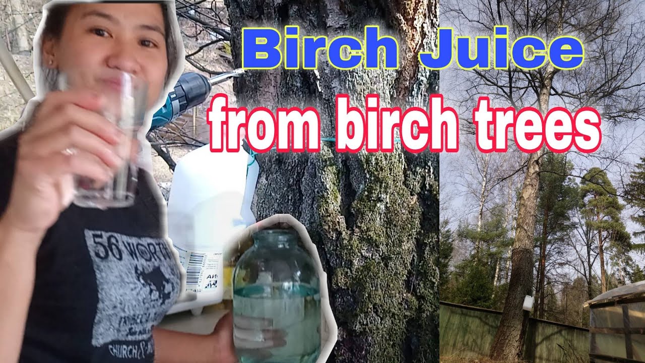 Birch Juice from birch trees |Vee G - YouTube