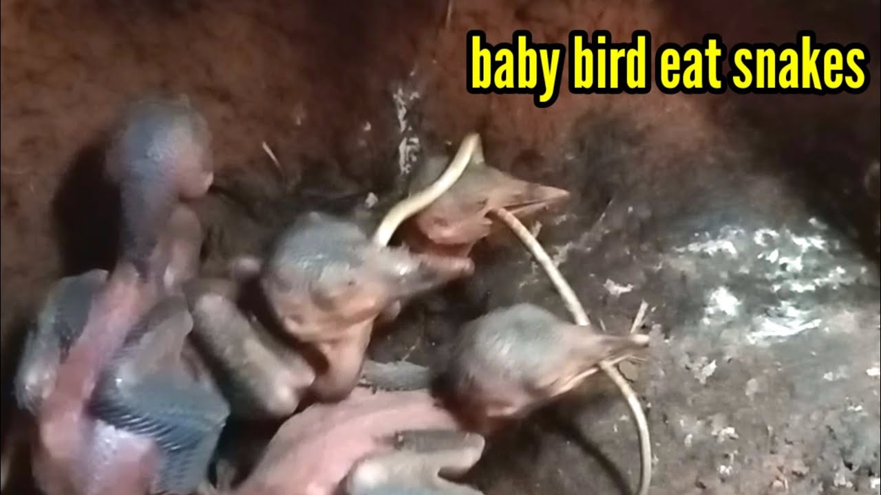 PREDATOR BIRD‼️ KEMBALI BIKIN HEBOH DUNIA BABY BIRD EAT SNAKE - YouTube