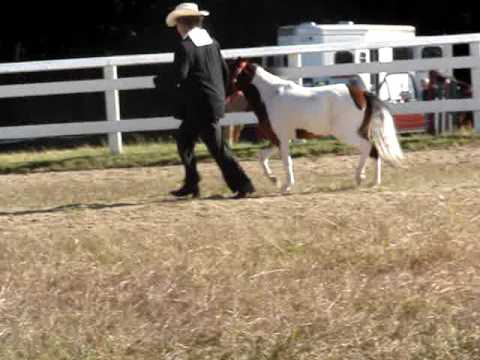 Mini {Halter Class} - YouTube