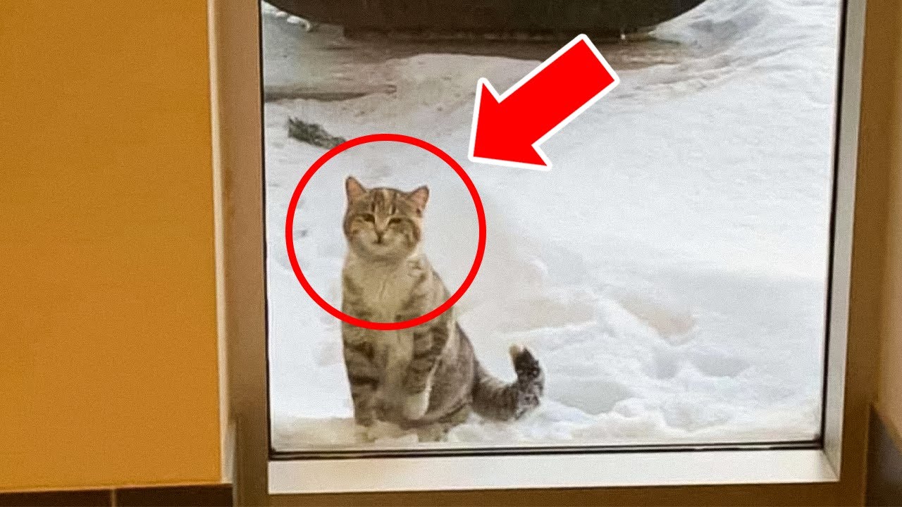 Freezing Stray Cat Begged To Enter The House, Man Allows It, Unaware of ...