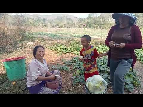 hnub no wb ib viv ncaus mus yuav bib o10/2 - YouTube