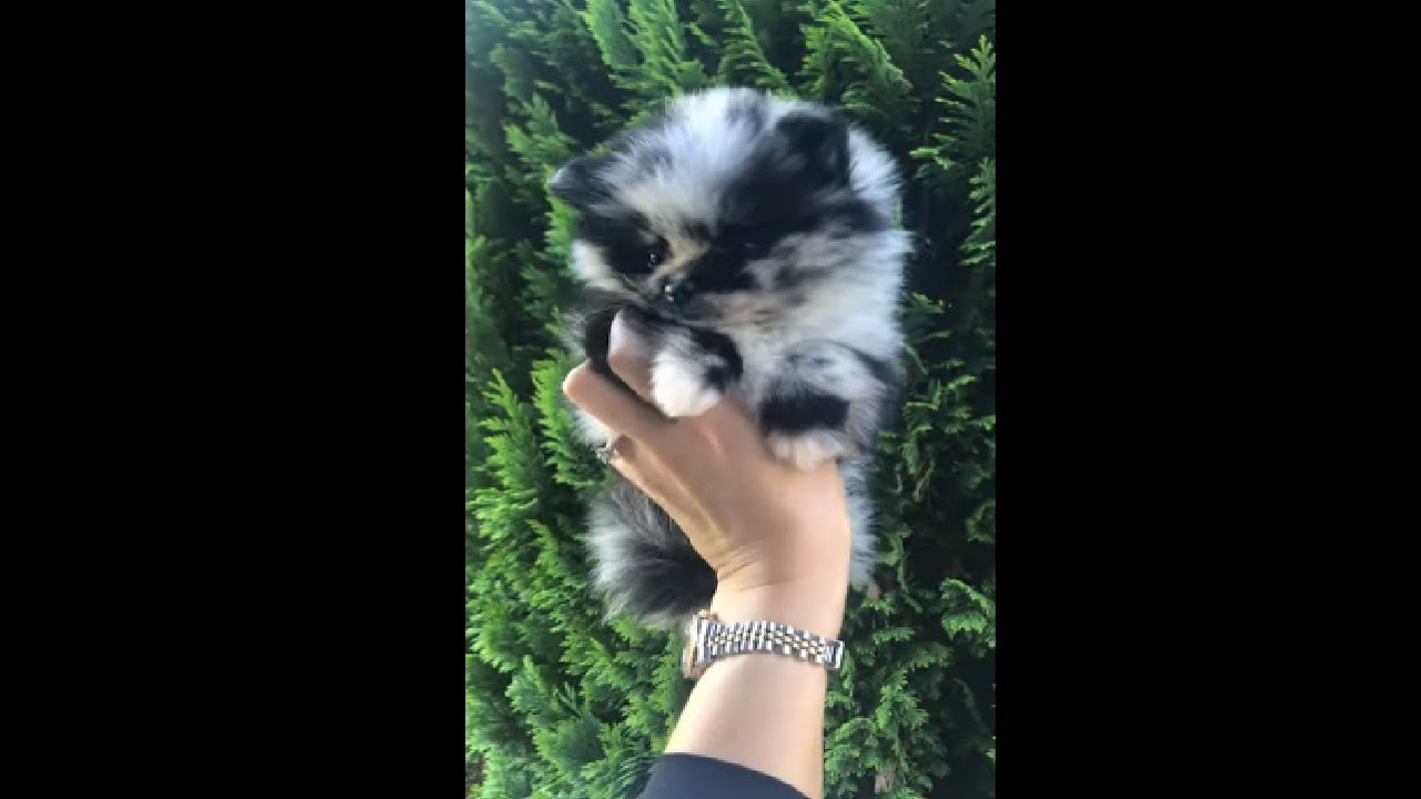 Beautiful Blue Merle Pomeranian Puppy - YouTube