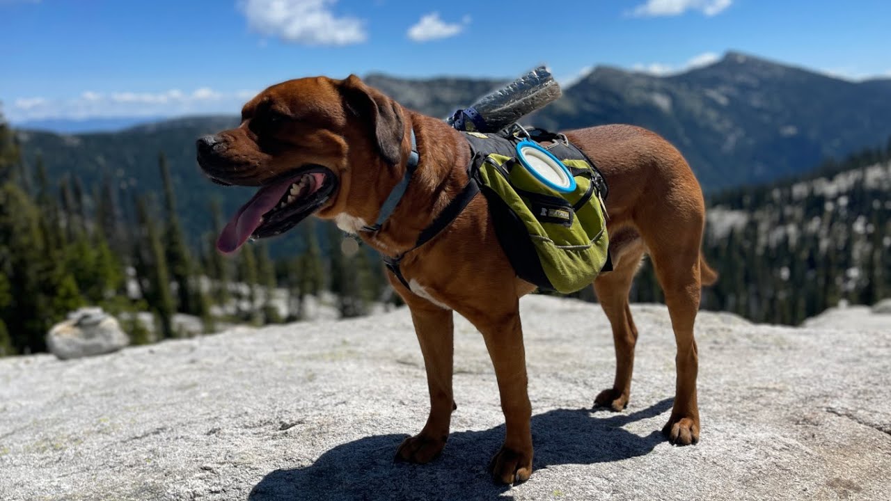 Approach Dog Pack by Ruffwear - YouTube