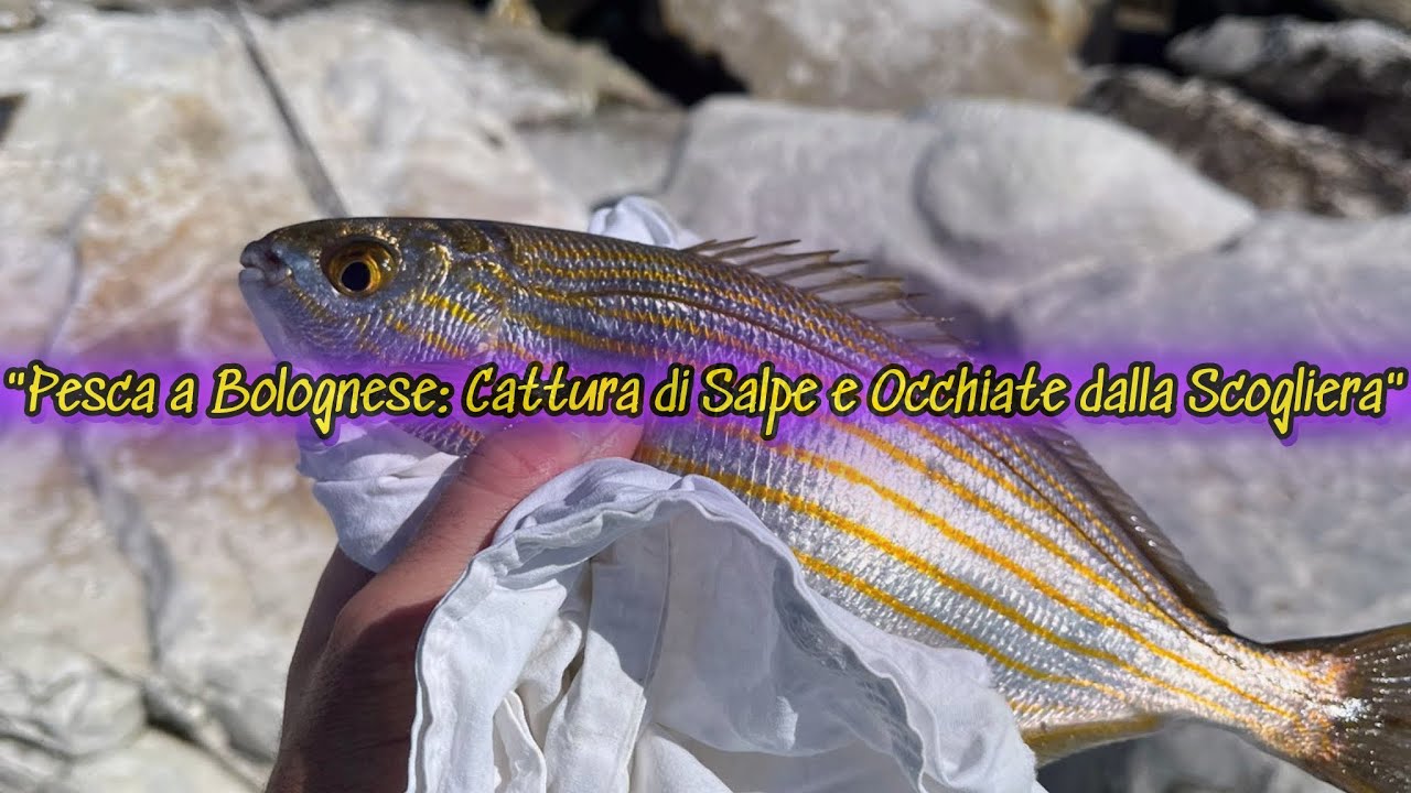 "Pesca a Bolognese: Cattura di Salpe e Occhiate dalla Scogliera" - YouTube