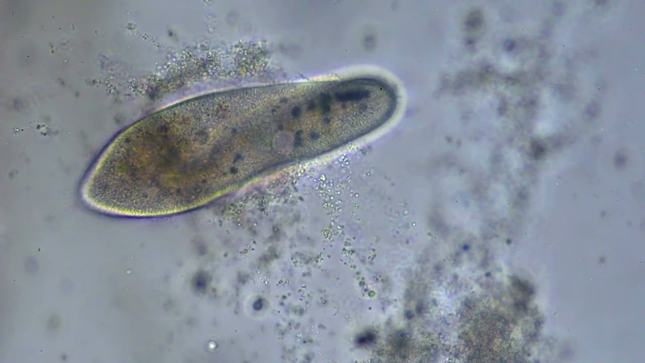 paramecium pulsing cilia 1:4 X speed - YouTube