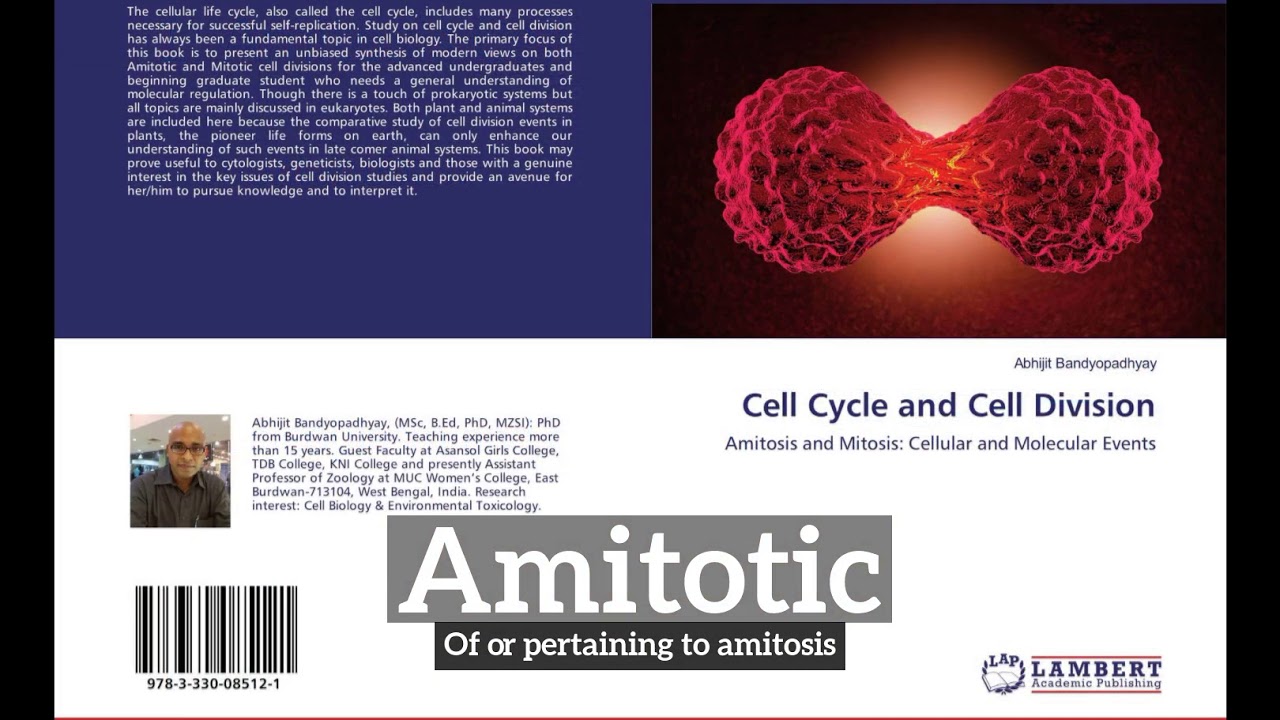 What is Amitotic? | How Does Amitotic Look? | How to Say Amitotic in ...