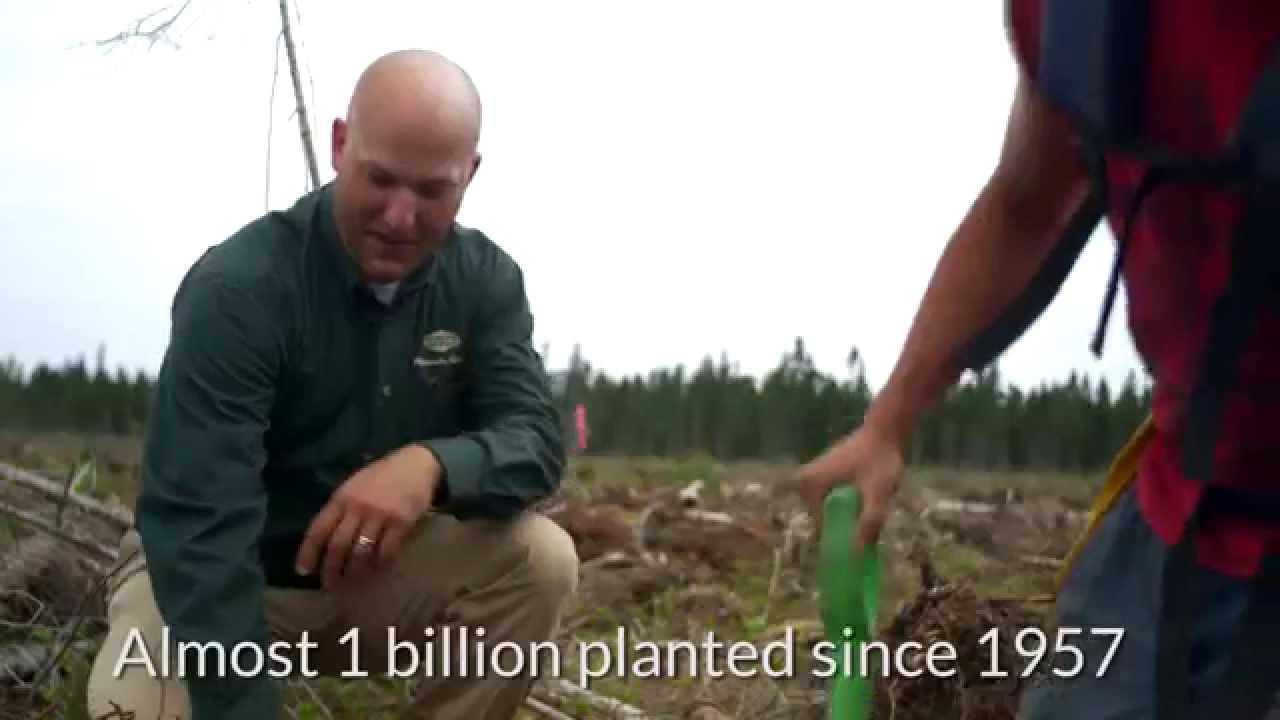Planting Our Future Forests at JDI - YouTube