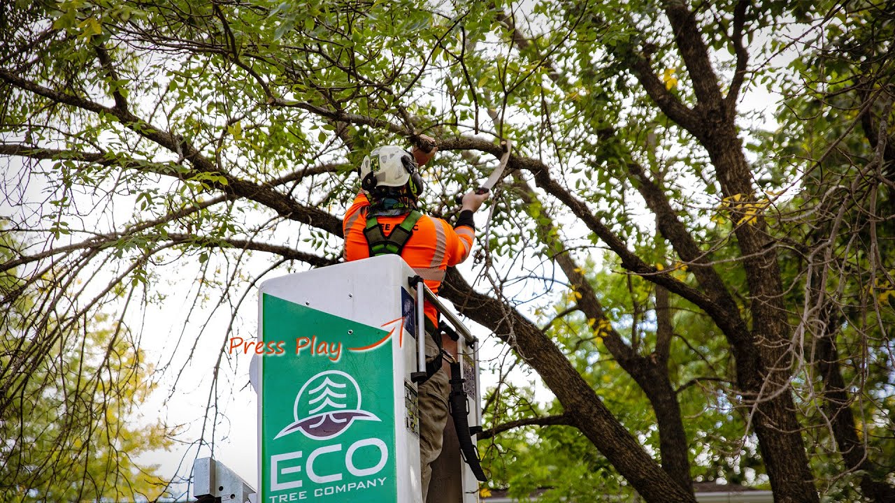 Who is ECO Tree: Madison's Tree Doctor - YouTube