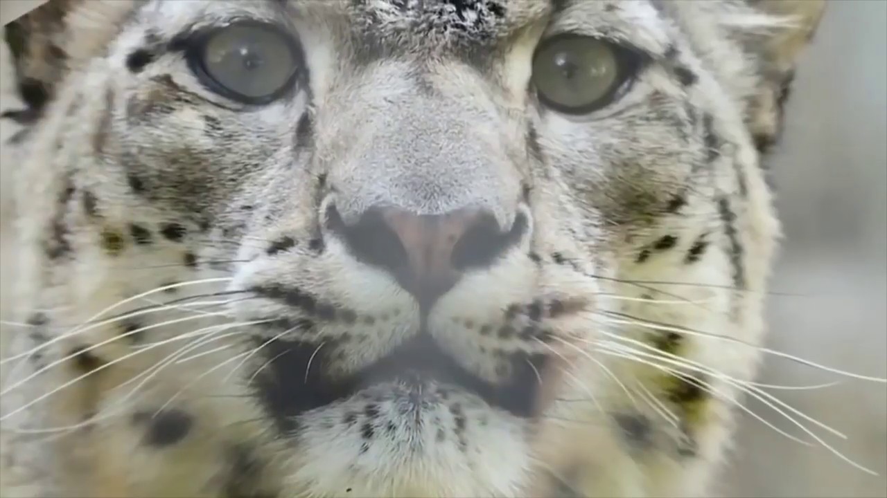 Top 10 most shocking animal attacks caught on camera in (2019) - YouTube