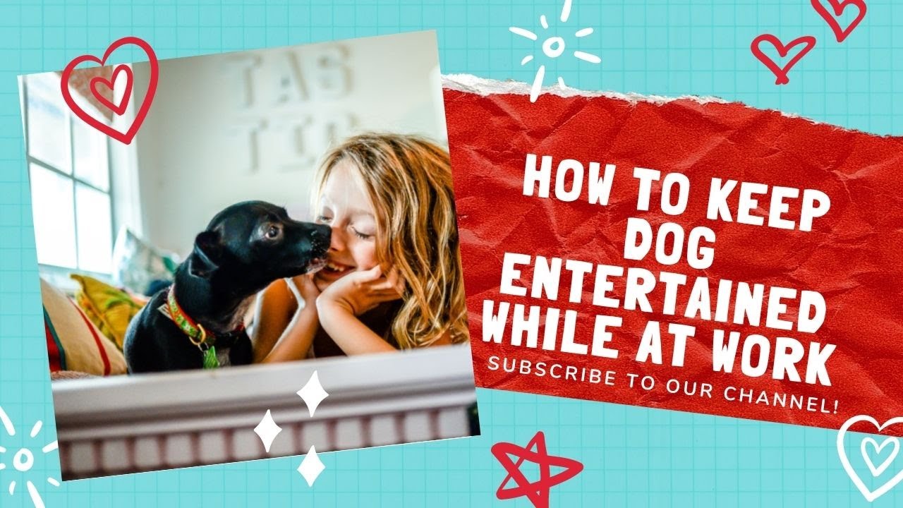 How To Keep Dog Entertained While At Work YouTube how-to-keep-dog-entertained-while-at-work-youtube